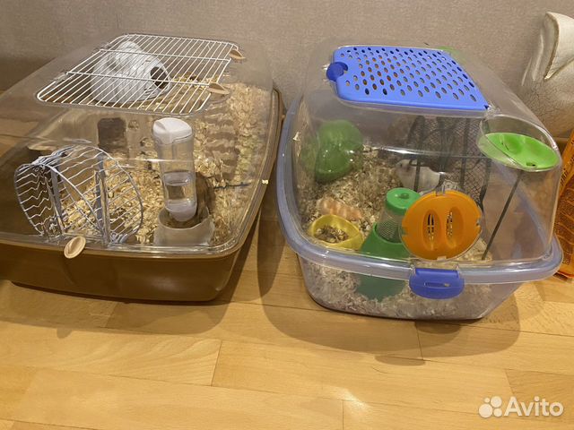 Сирийские хомячки