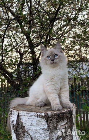 Невский маскарадный котенок