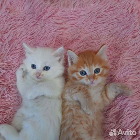Котята