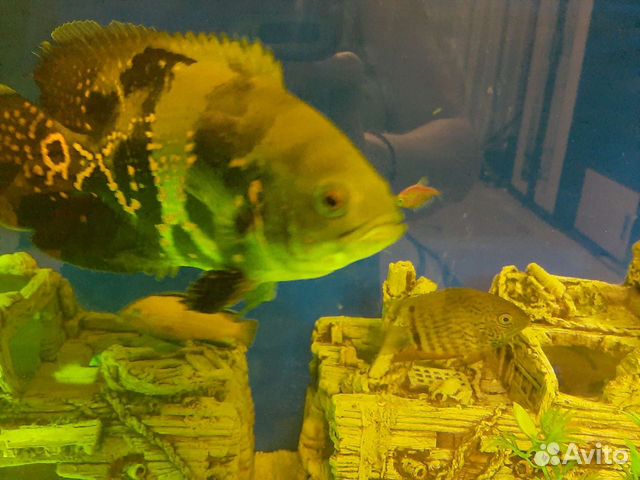 Астронотус