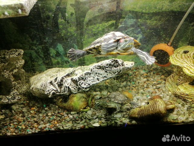 Отдам черепашек
