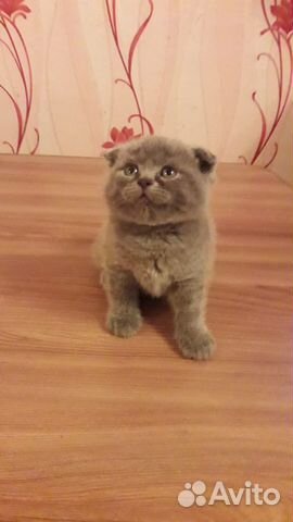 Продам котёнка 1,5 месяца