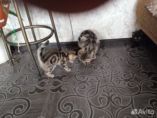 Шотланские котятки