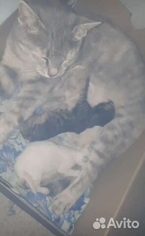 Котята в добрые руки