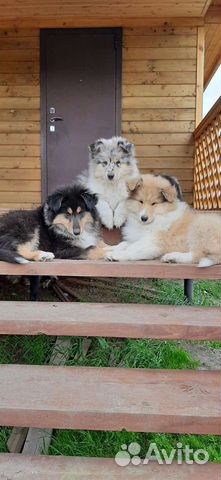 Колли щенки всех окрасов