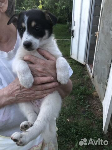 Отдам щеночков в дрбрые руки