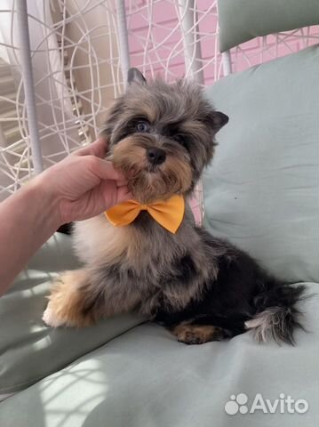 Йорк чёрный мрамор крупная девочка