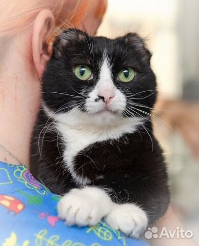 Особенная кошечка Любава ищет семью