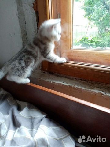 Кошка 2мес