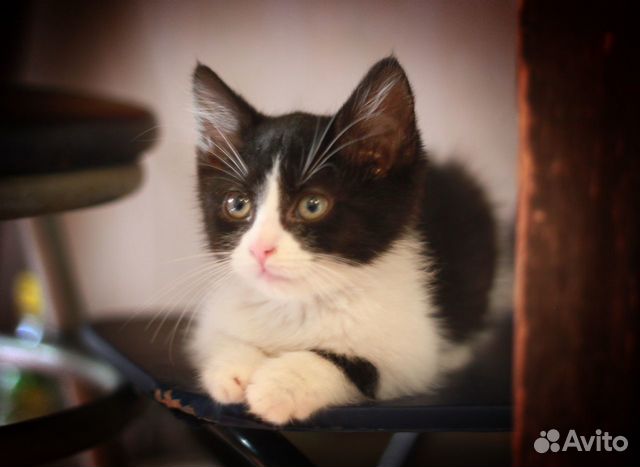 Котёнок девочка 2 мес