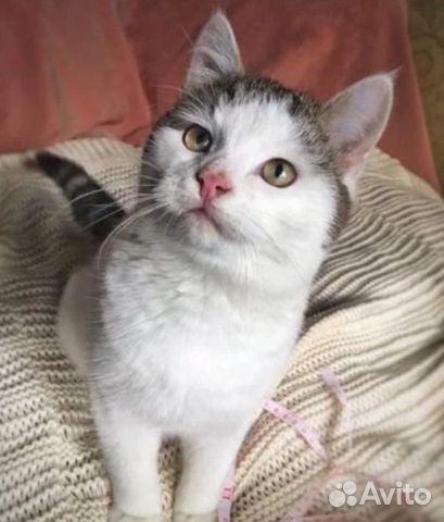 Котик ласковый