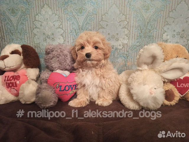 Мальтипу Ф1 мальчик плюшевый Baby Face