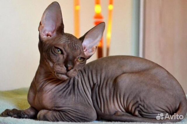 Донской сфинкс