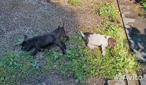 Щенки дратхаара