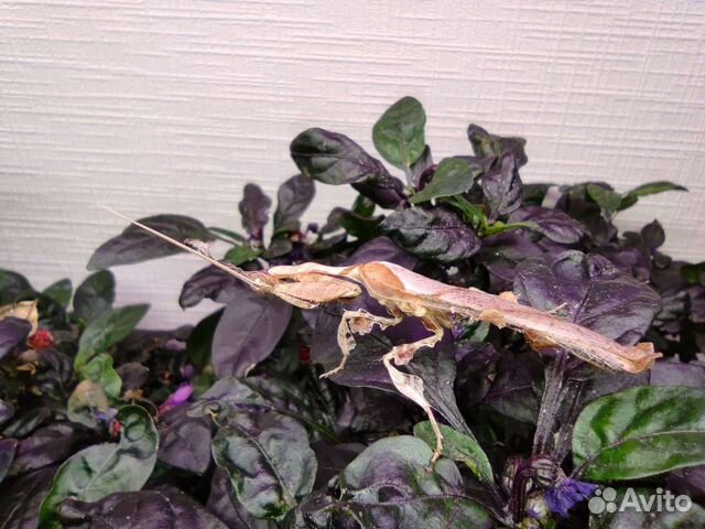 Богомол Призрак (мертвый лист)