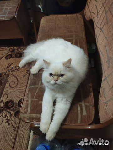 Персидская