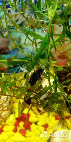 Подростки сомиков Анцитруса