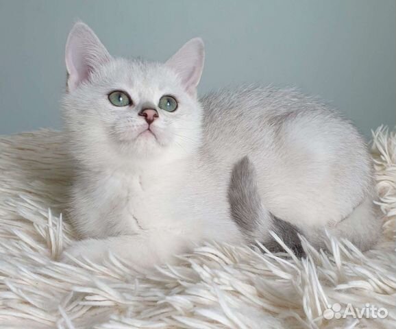 Котёнок H