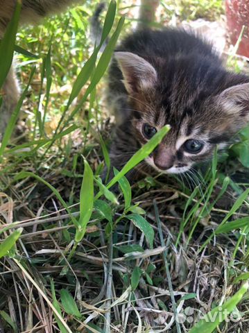 Новые котята в хорошие руки