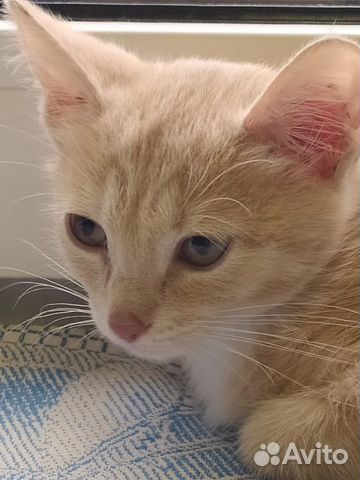 Рыжее сокровище Сигизмунд в добрые руки