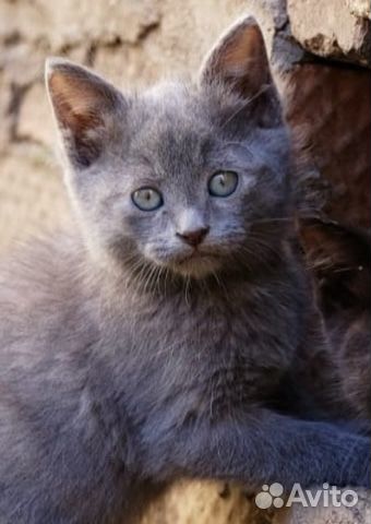 Серо-голубой котенок