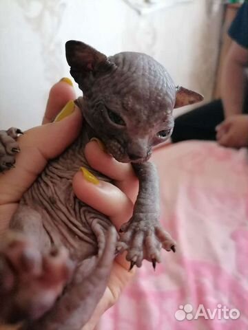 Донской сфинкс котята