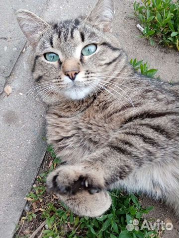 Котик на Счастье