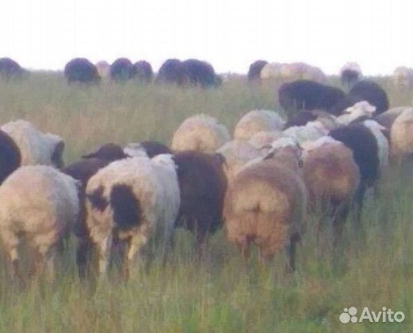 Бараны курдючные