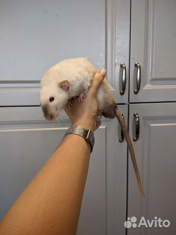 Крыса дамбо