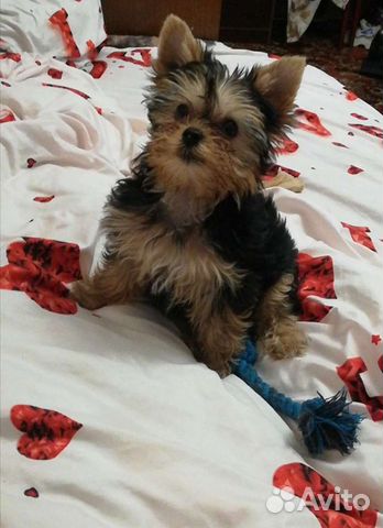 Йоркширский терьер