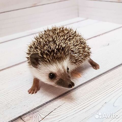 Карликовый еж - самка - Буся