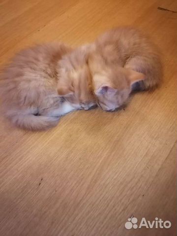 Кошки