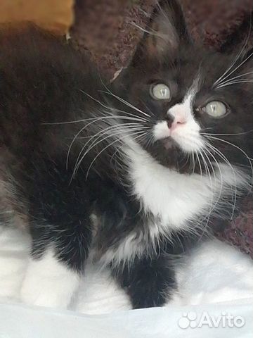 Котенок Маркизик - Пушистик ищет дом