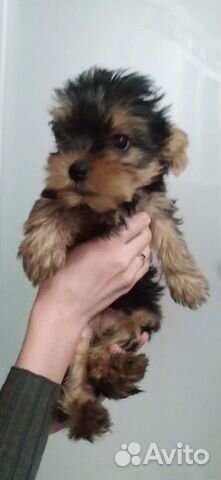 Милашки Йорики