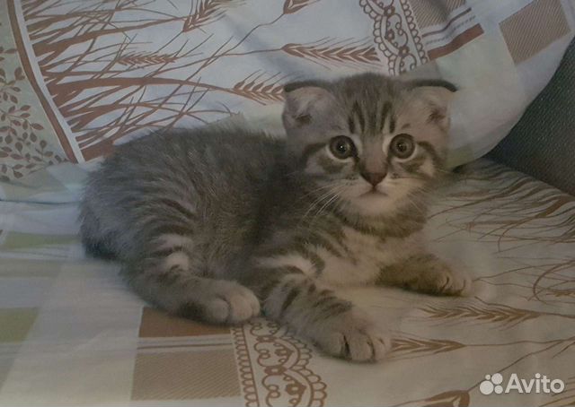 Шотландский вислоухий котенок