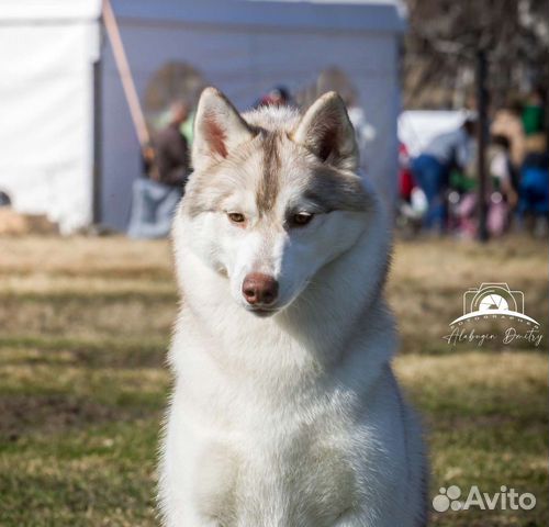Сибирский хаски