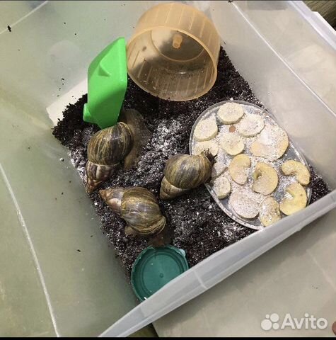 Улитки ахатины (2 штуки)