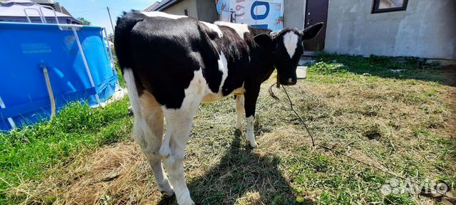 Телочка айширская