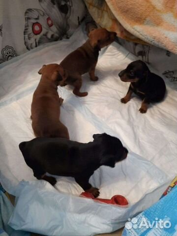 Цвенкпинчер