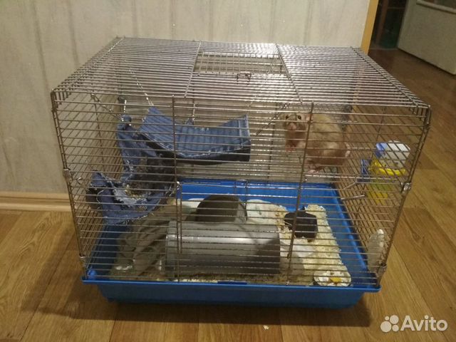 Крыса девочка вместе с клеткой