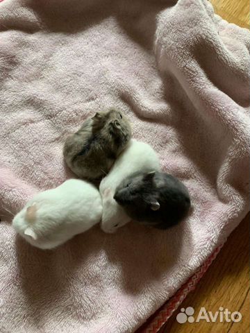 Хомяки Кемпбелла