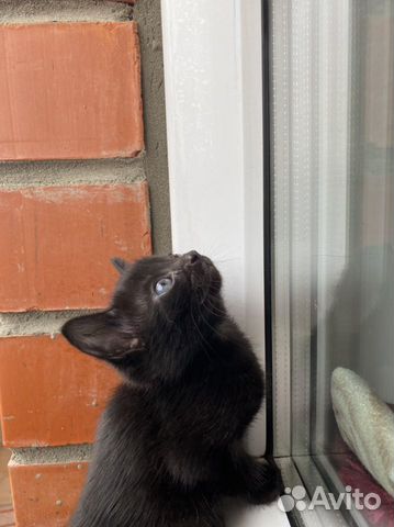 Отдам в добрые руки