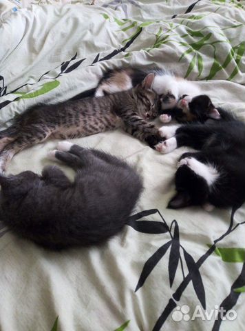 Котята