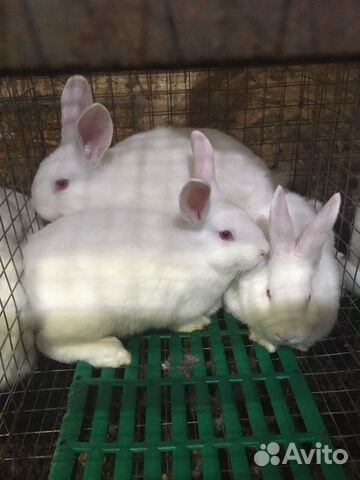 Кролики Белый паннон