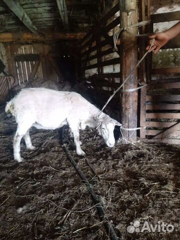 Матки на мясо