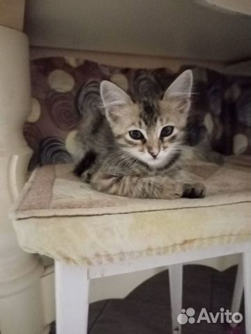 Кошка