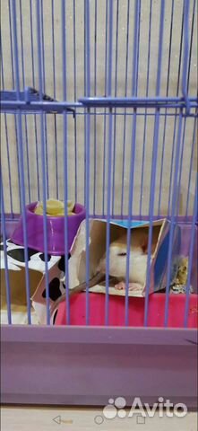 Молодые ручные крысы с клеткой в дар