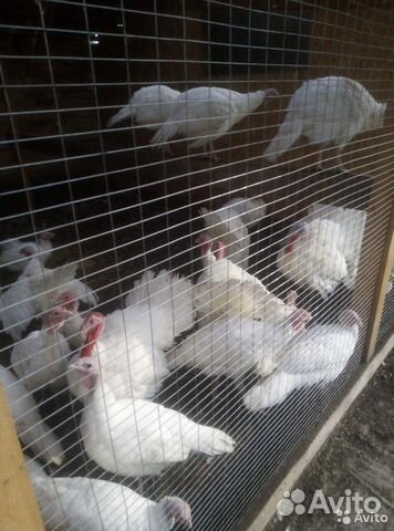 Индюки индюшки индейки