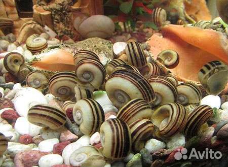 Улитка мариза