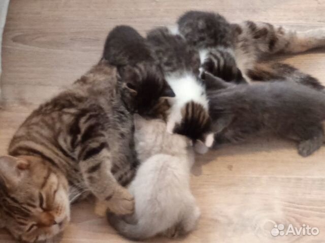 Котята в добрые руки